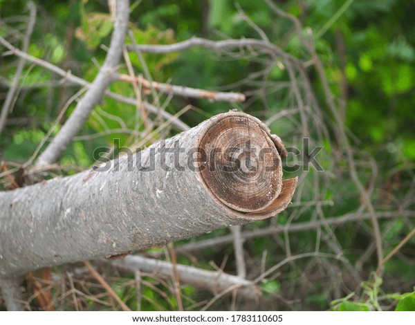 Cross Section Cut Tree Stock Photo 1783110605 | Shutterstock
