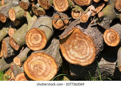 Cross Section Cut Tree Closeup Shows Stock Photo 1077362069 | Shutterstock