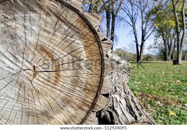Cross Section Cut Tree Trunk Trees Stock Photo 512924095 | Shutterstock