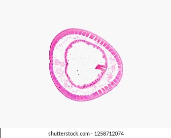 64 Histology Of Earthworm Images, Stock Photos & Vectors | Shutterstock