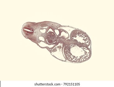 Cross Section Cut Under Microscope Stock Photo 792151105 | Shutterstock