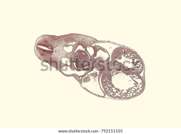 Cross Section Cut Under Microscope Stock Photo 792151105 | Shutterstock