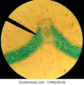 Microscopic Observation Rhoeo Discolor Leaf Wm Stock Photo 1744144115 ...