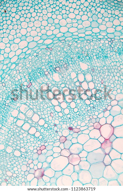 Cross Section Dicot Stem Under Microscope Stock Photo (Edit Now) 1123863719