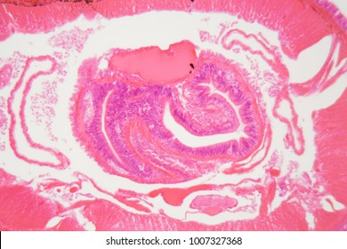 64 Histology Of Earthworm Images, Stock Photos & Vectors | Shutterstock