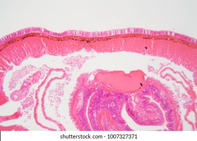 64 Histology Of Earthworm Images, Stock Photos & Vectors | Shutterstock