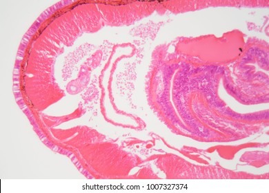 64 Histology Of Earthworm Images, Stock Photos & Vectors | Shutterstock