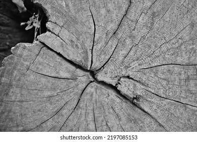 Cross Section Fallen Tree That Has Stock Photo 2197085153 | Shutterstock