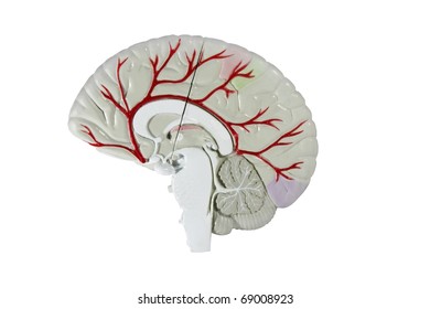 1,977 Brain cross section Images, Stock Photos & Vectors | Shutterstock