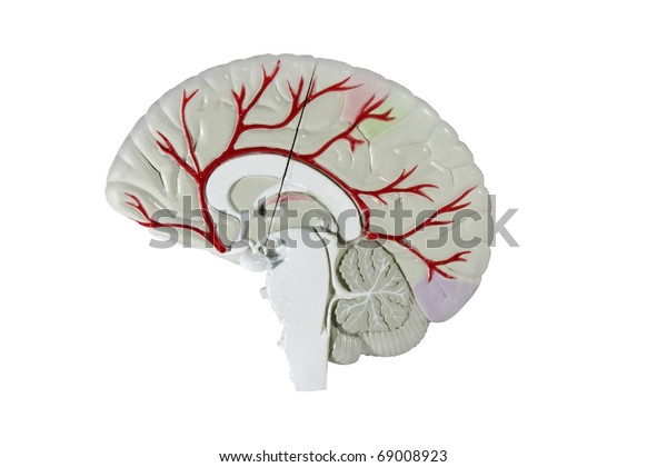 Cross Section Human Brain Model Isolated Stock Photo 69008923 ...