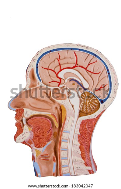 Cross Section Human Head Isolated On Stock Photo 183042047 | Shutterstock