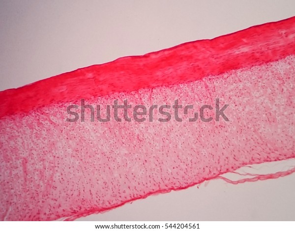 Cross Section Human Tendon Under Microscope 스톡 사진 544204561 | Shutterstock