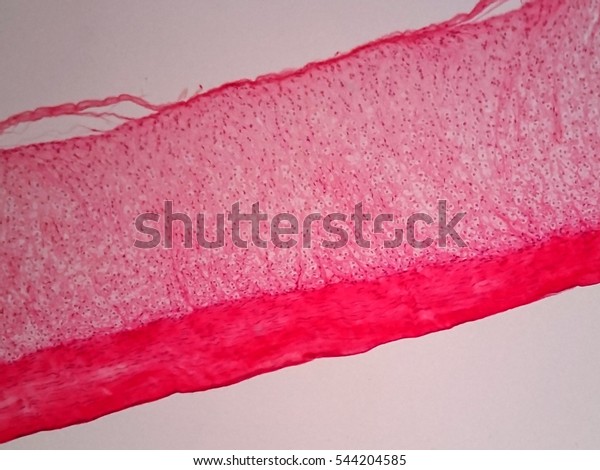Cross Section Human Tendon Under Microscope Stock Photo 544204585 ...