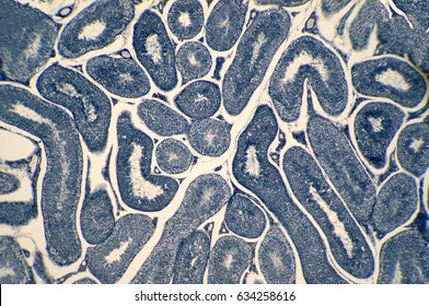 Cross Section Human Testis Under Microscope Stock Photo 634258616 ...