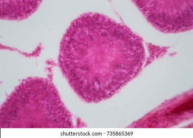 Cross Section Human Testis Under Microscope Stock Photo 735865369 ...