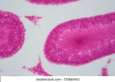Cross Section Human Testis Under Microscope Stock Photo 735865369 ...