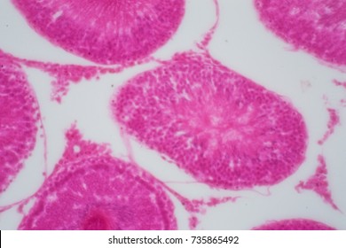 Cross Section Human Testis Under Microscope Stock Photo 735865369 ...