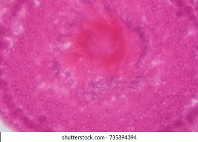 Cross Section Human Testis Under Microscope Stock Photo 735894394 ...