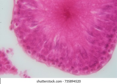 Cross Section Human Testis Under Microscope Stock Photo 735894520 ...
