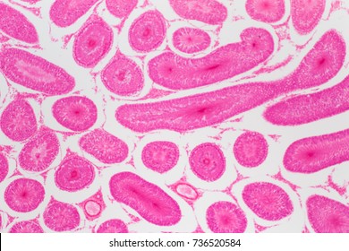 Cross Section Human Testis Under Microscope Stock Photo 736520584 ...