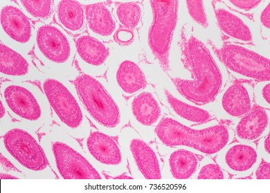 Cross Section Human Testis Under Microscope Stock Photo 736520596 ...