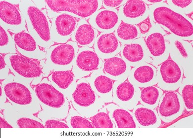 Cross Section Human Testis Under Microscope Stock Photo (Edit Now ...