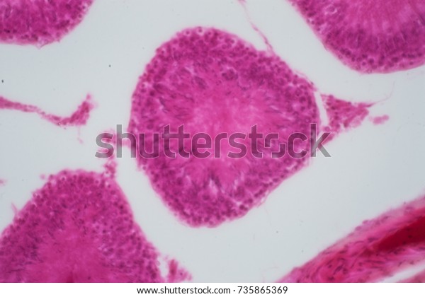Cross Section Human Testis Under Microscope Stock Photo 735865369 ...