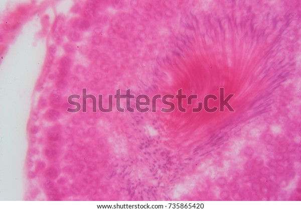 Cross Section Human Testis Under Microscope Stockfoto 735865420 ...