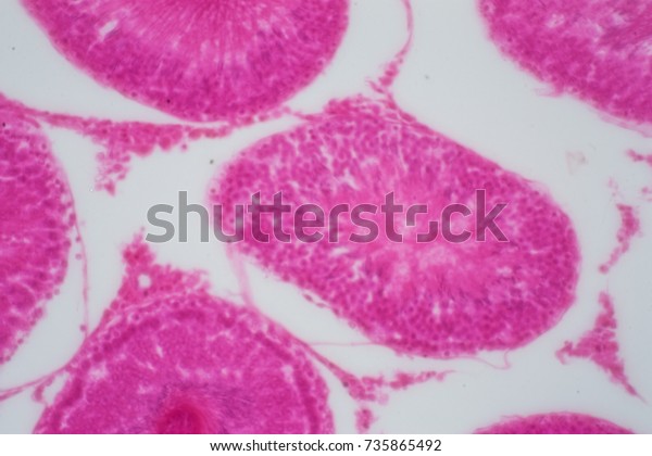Cross Section Human Testis Under Microscope Stock Photo 735865492 ...