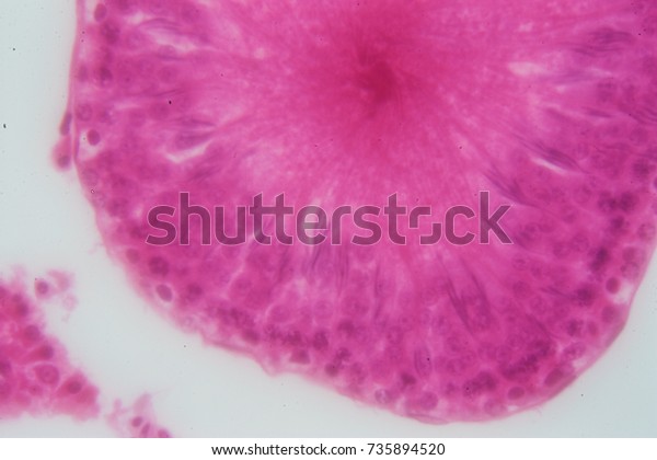 Cross Section Human Testis Under Microscope Stock Photo 735894520 ...