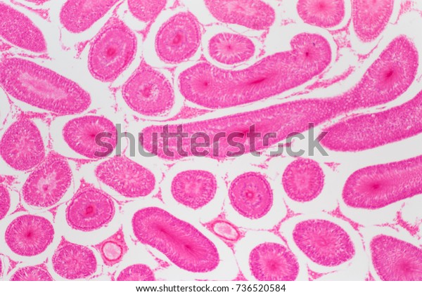Cross Section Human Testis Under Microscope Stock Photo 736520584 ...