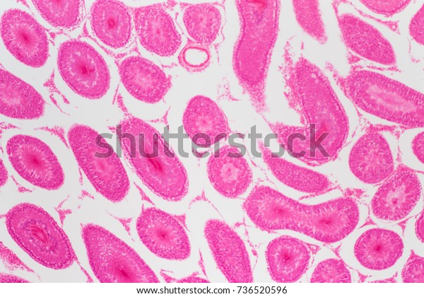 Cross Section Human Testis Under Microscope Stock Photo 736520596 ...