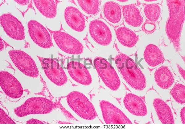 Cross Section Human Testis Under Microscope Stock Photo 736520608 ...