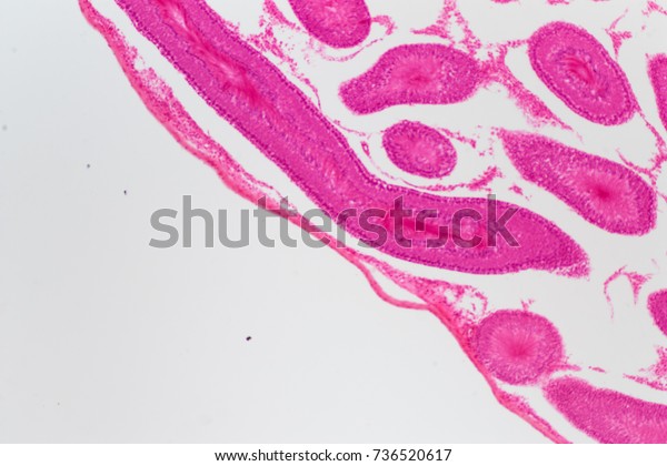 Cross Section Human Testis Under Microscope Stock-foto (rediger nu ...