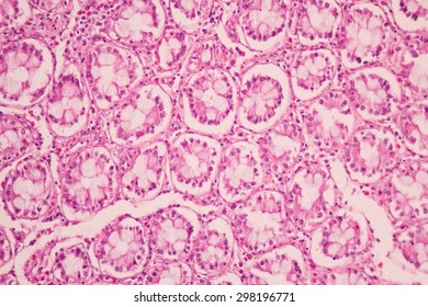 Cross Section Human Tissue Microscope Viewmedical Stock Photo 298196771 ...