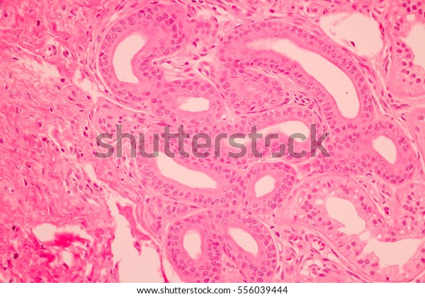 Cross section of the human tissue in the microscope view.Medical concept.