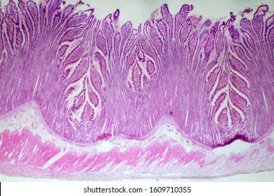Cross Section Intestinal Cells Under Microscope Stock Photo 1609710355 ...
