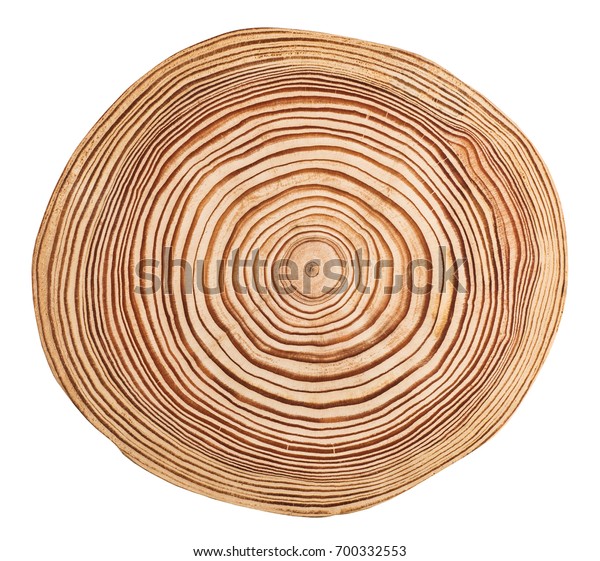 Cross Section Larch Tree Trunk Showing Stock Photo 700332553 | Shutterstock