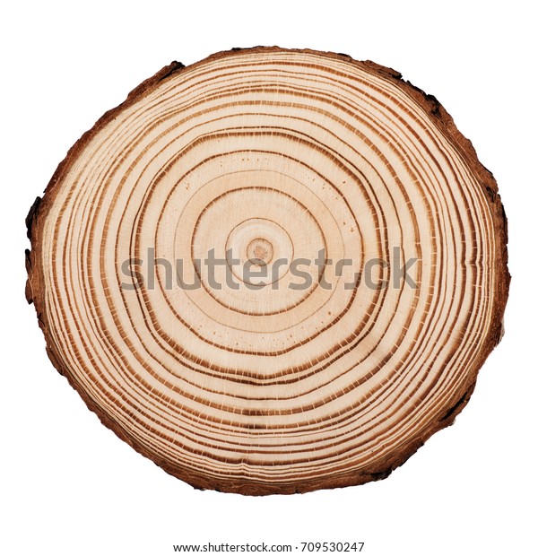 Cross Section Larch Tree Trunk Showing Stock Photo 709530247 | Shutterstock