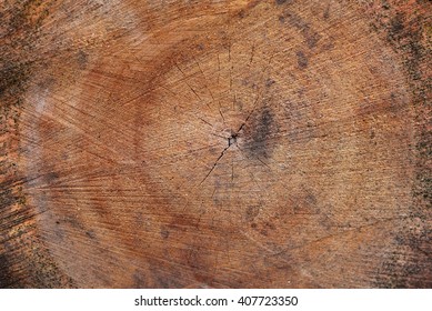 Cross Section Log Texture Stock Photo (Edit Now) 407723350