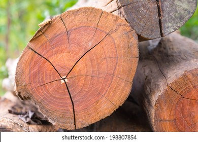 Log Cross Section Tree Big Tree Stock Photo 1599875833 | Shutterstock