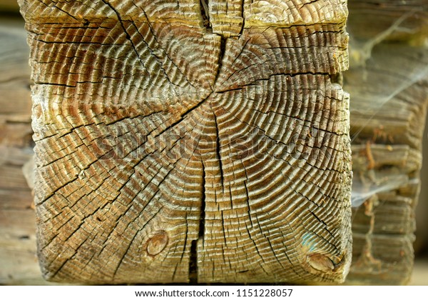 Cross Section Log Texture Natural Wood Stock Photo 1151228057 ...