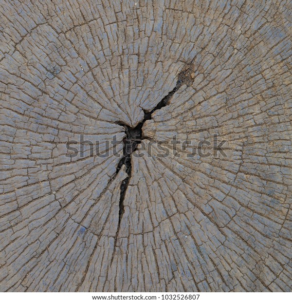 Cross Section Log Texture Square Format Stock Photo 1032526807 ...