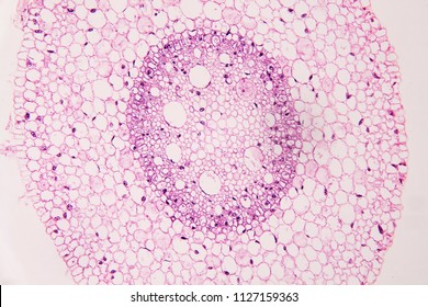 Cross Section Monocot Root Tip Under Stock Photo 1127159363 | Shutterstock