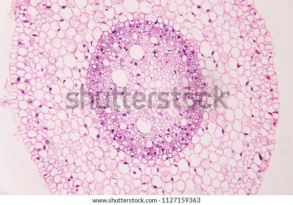 Cross Section Monocot Root Tip Under Stock Photo 1127159363 | Shutterstock