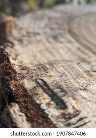 Cross Section Oak Tree Stock Photo 1907847406 | Shutterstock
