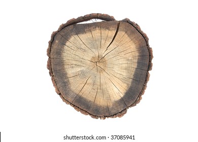 9,125 Oak tree cross section Images, Stock Photos & Vectors | Shutterstock