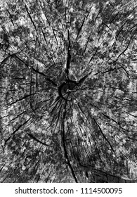 Cross Section Old Tree Trunk Stock Photo 1114500095 | Shutterstock