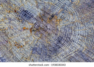 209 Pinus cross section Images, Stock Photos & Vectors | Shutterstock