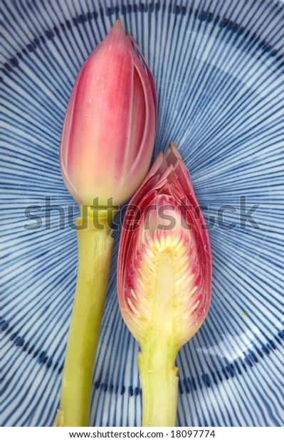 Cross Section Pink Torch Ginger Flower Stock Photo 18097774 | Shutterstock